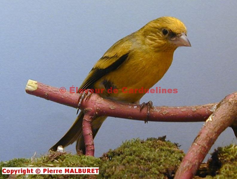 Serinus canicollis flavivertex | Eleveur de Carduelines ...