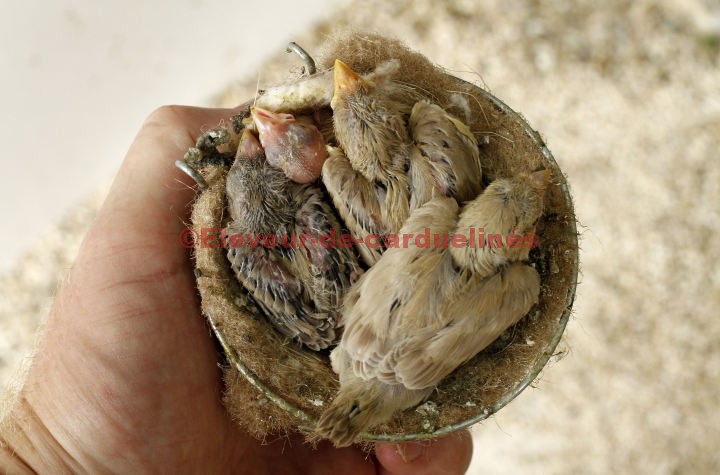 Verdiers d’Europe en mutation « bec jaune », la sélection continue ...