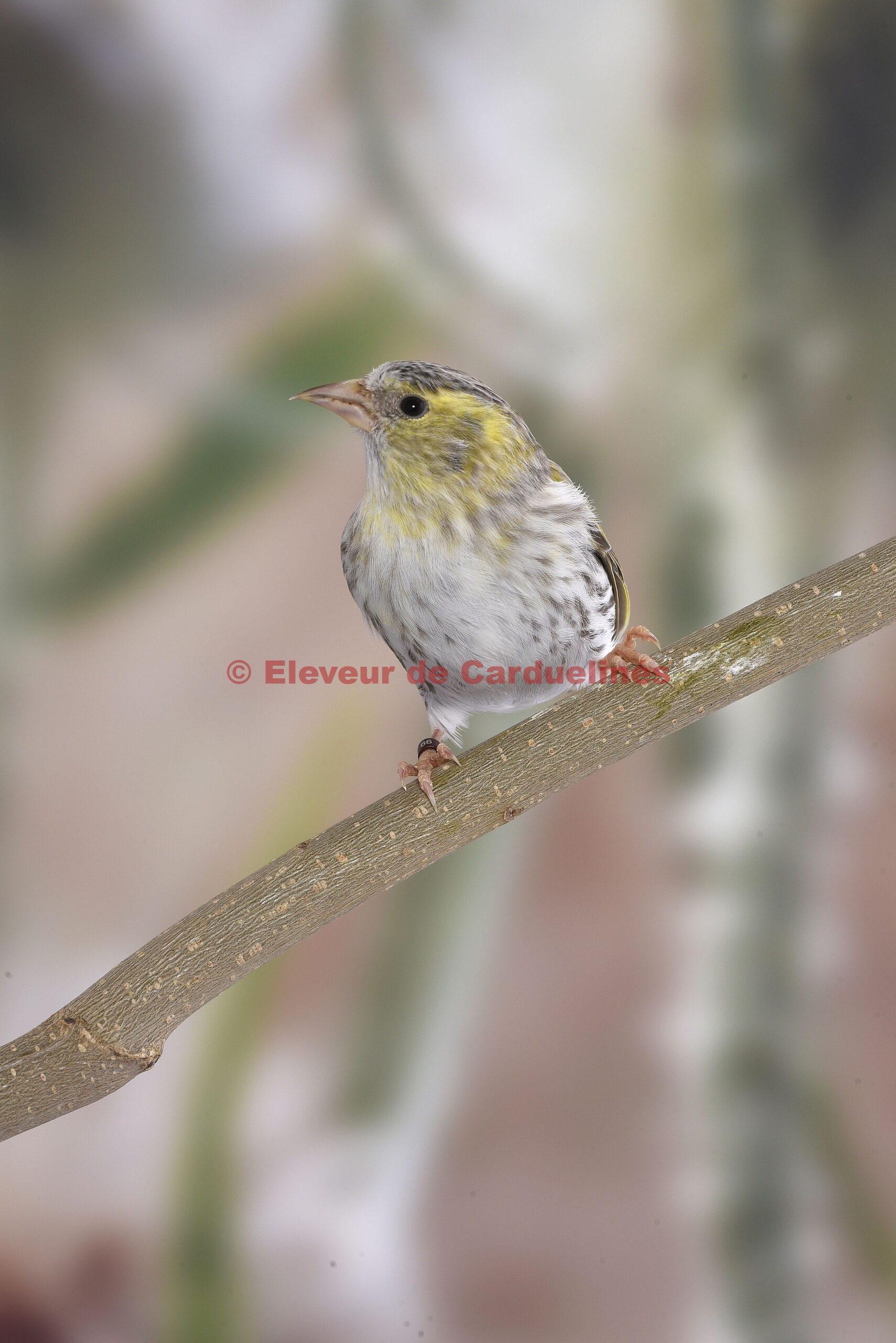 Le Tarin des aulnes (Spinus spinus) en mutation Agate et Isabelle ...