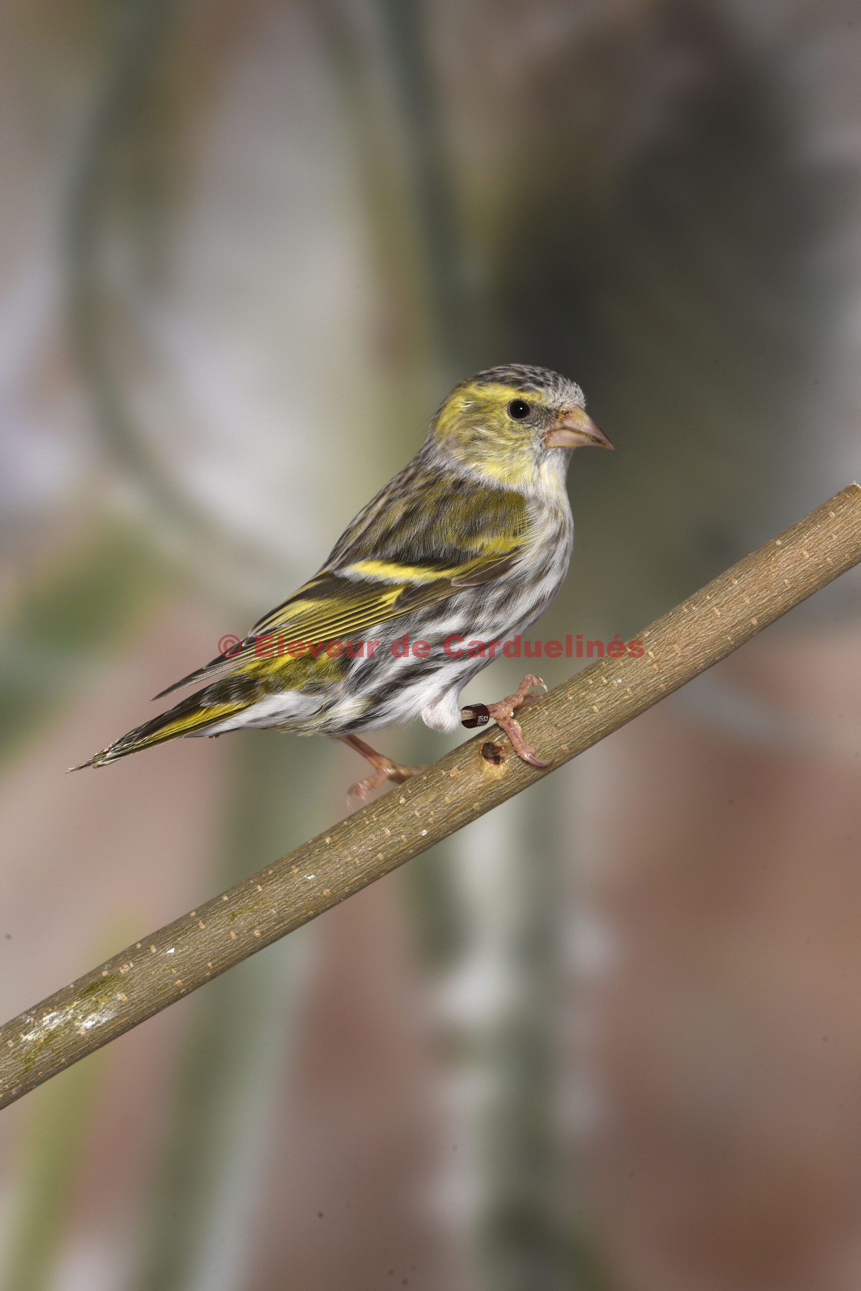 Le Tarin des aulnes (Spinus spinus) en mutation Agate et Isabelle ...