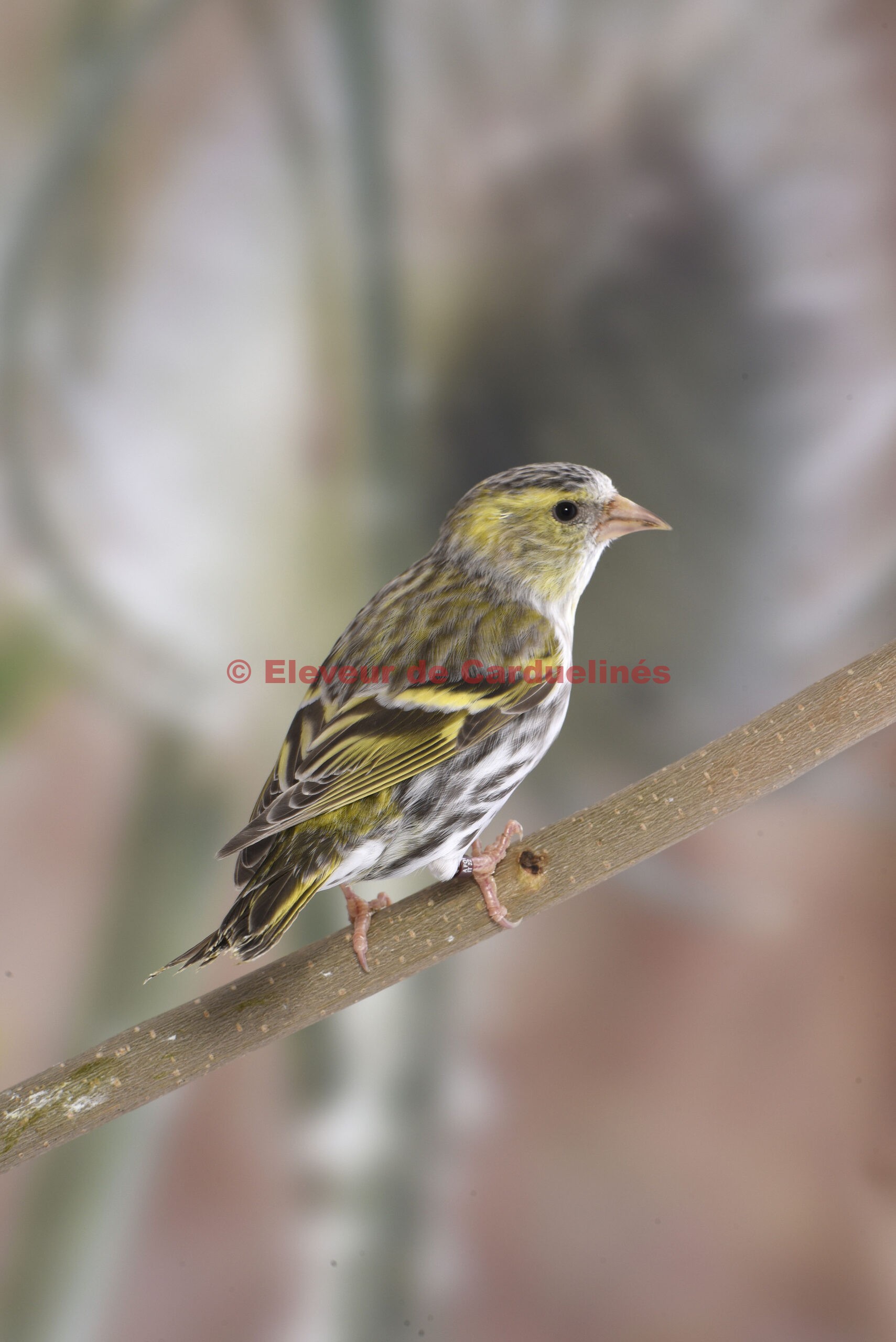 Le Tarin des aulnes (Spinus spinus) en mutation Agate et Isabelle ...