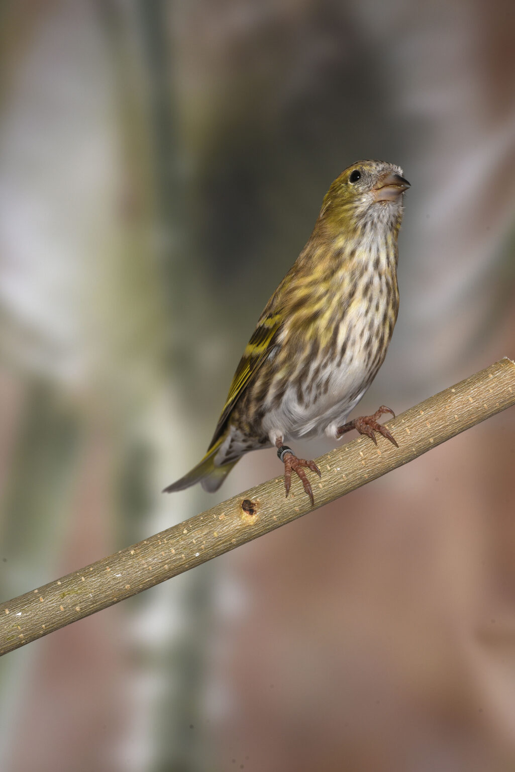 Le Tarin des aulnes (Spinus spinus) en mutation Agate et Isabelle ...