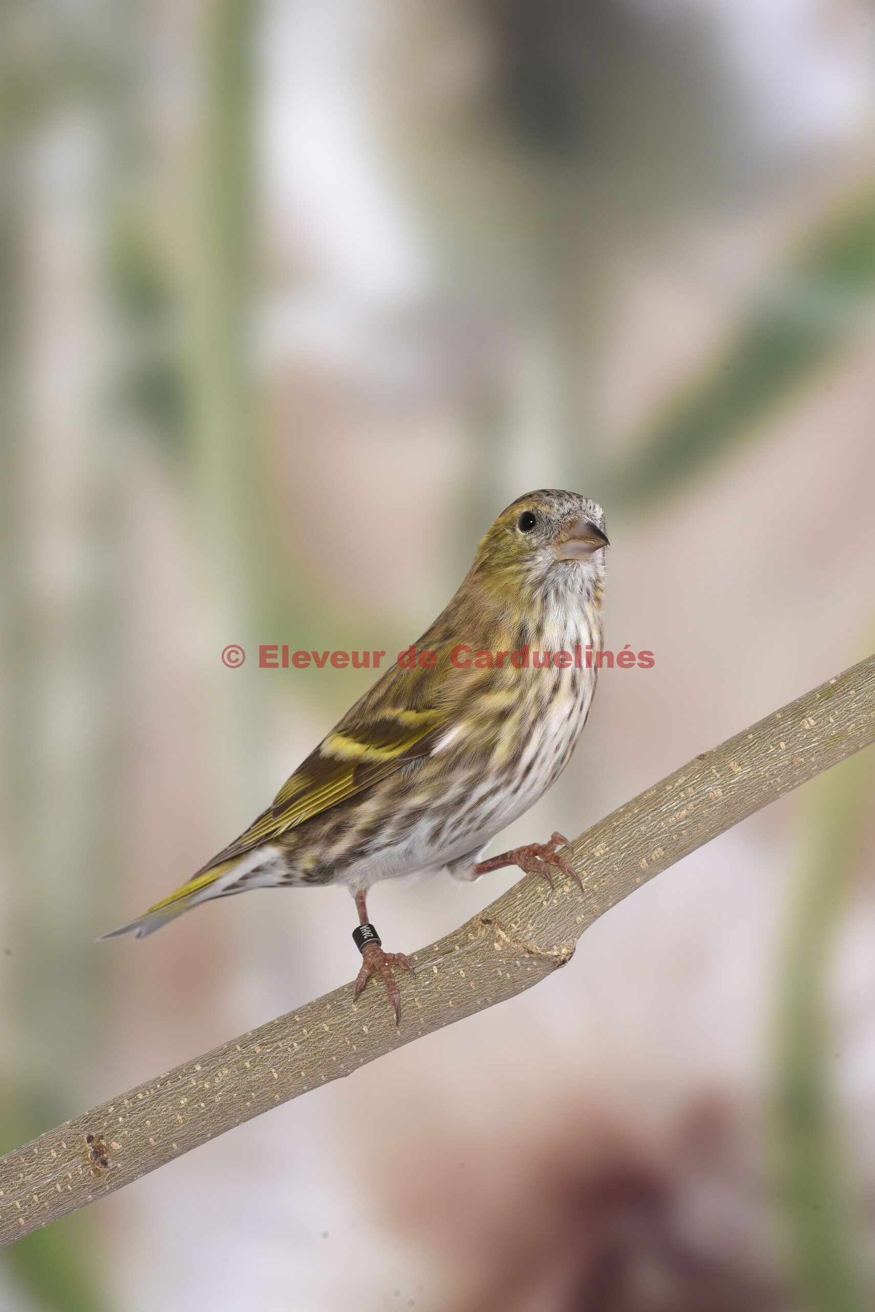 Le Tarin des aulnes (Spinus spinus) en mutation Agate et Isabelle ...