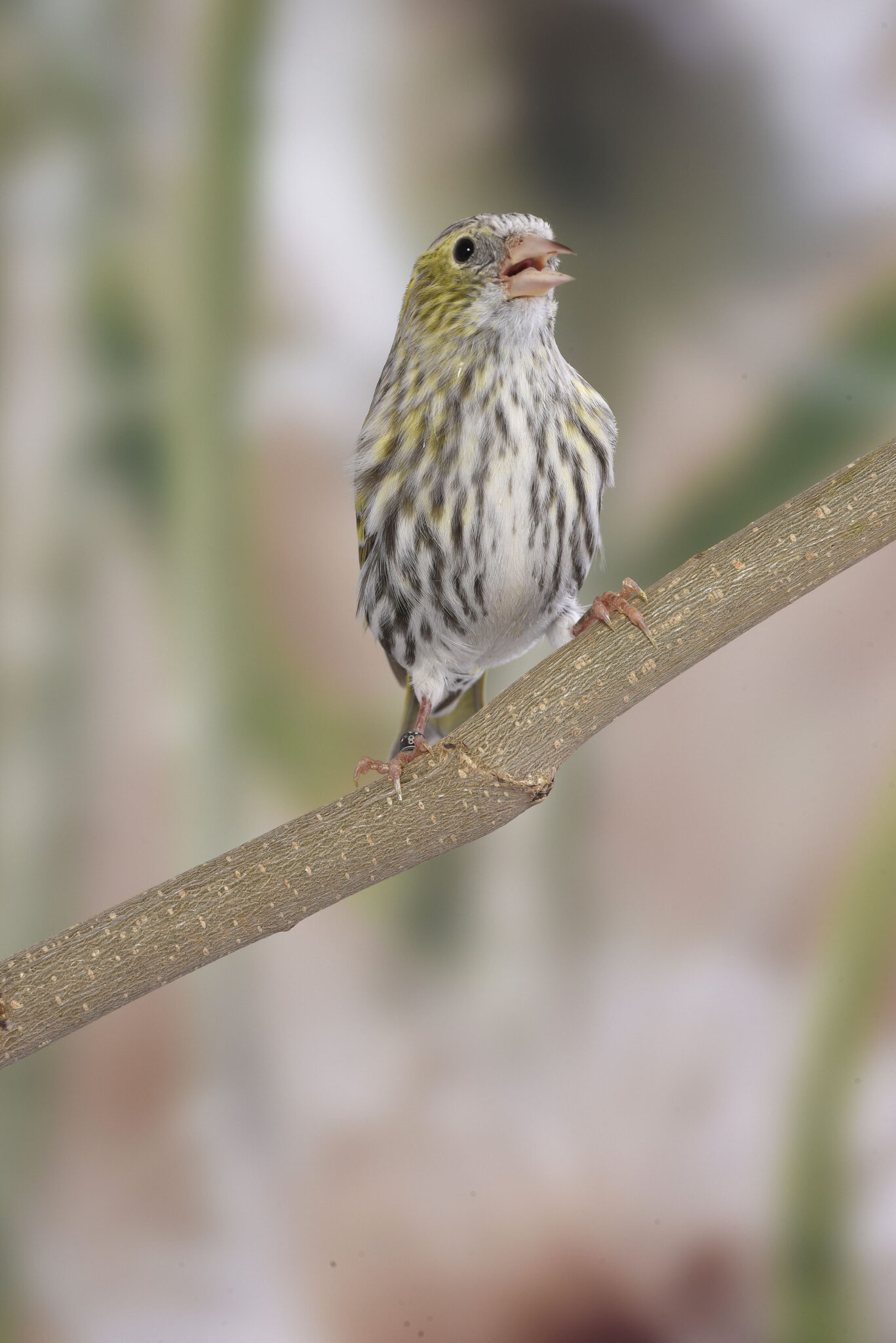 Le Tarin des aulnes (Spinus spinus) en mutation Agate et Isabelle ...