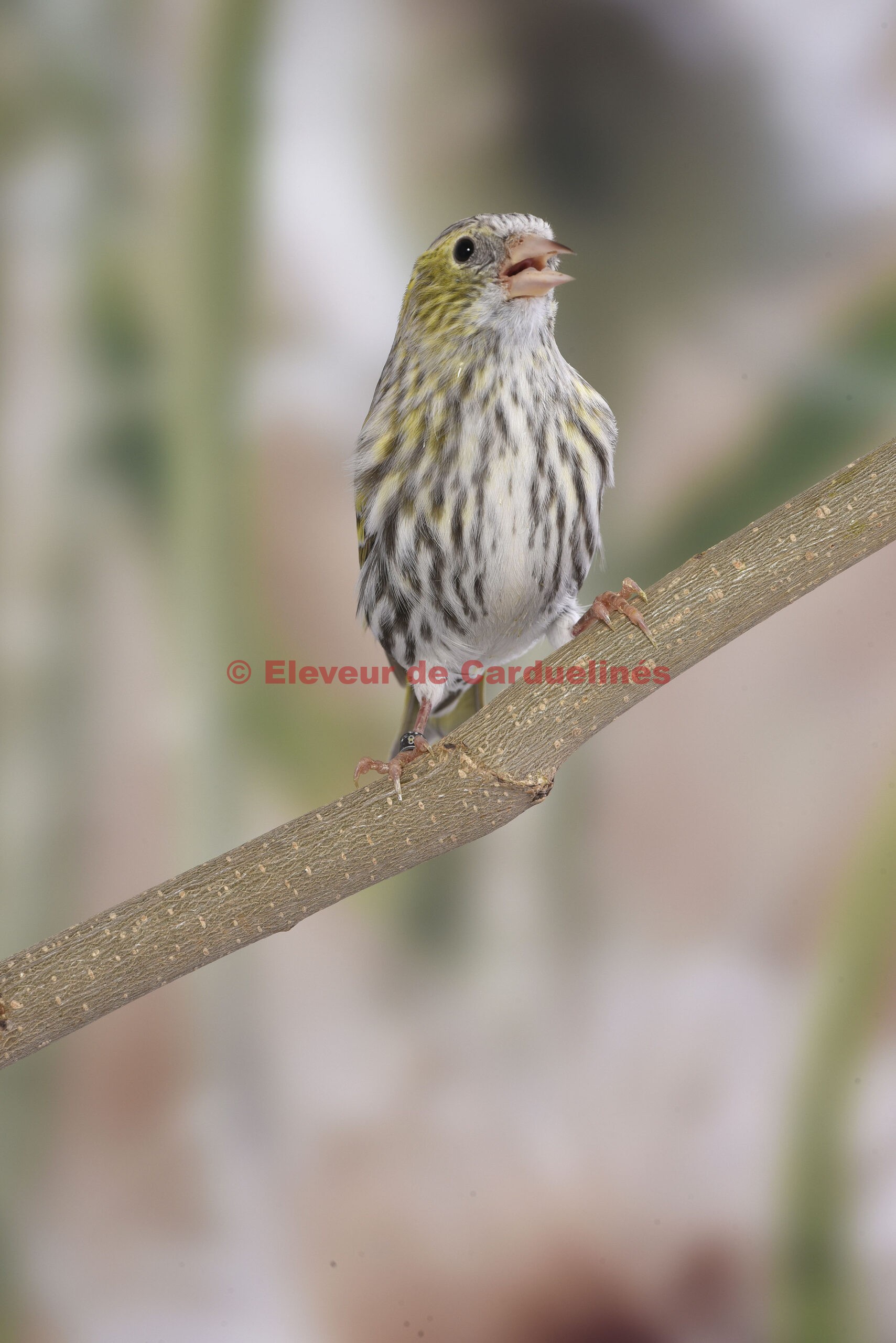 Le Tarin des aulnes (Spinus spinus) en mutation Agate et Isabelle ...