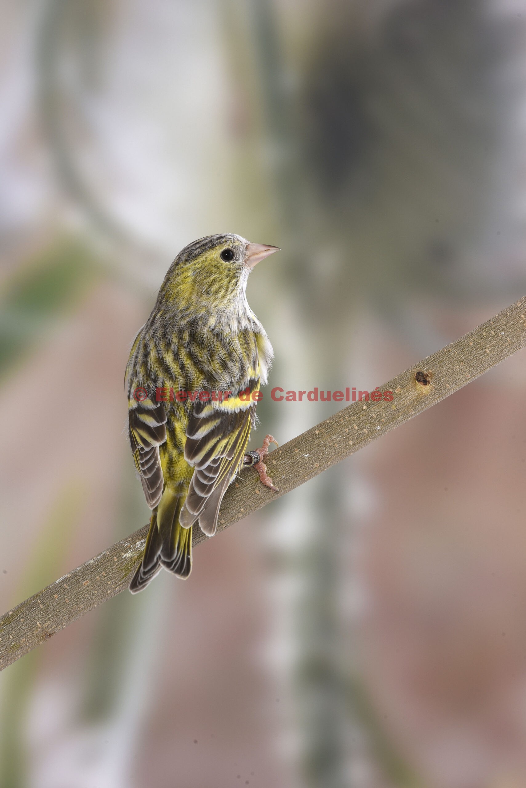 Le Tarin des aulnes (Spinus spinus) en mutation Agate et Isabelle ...