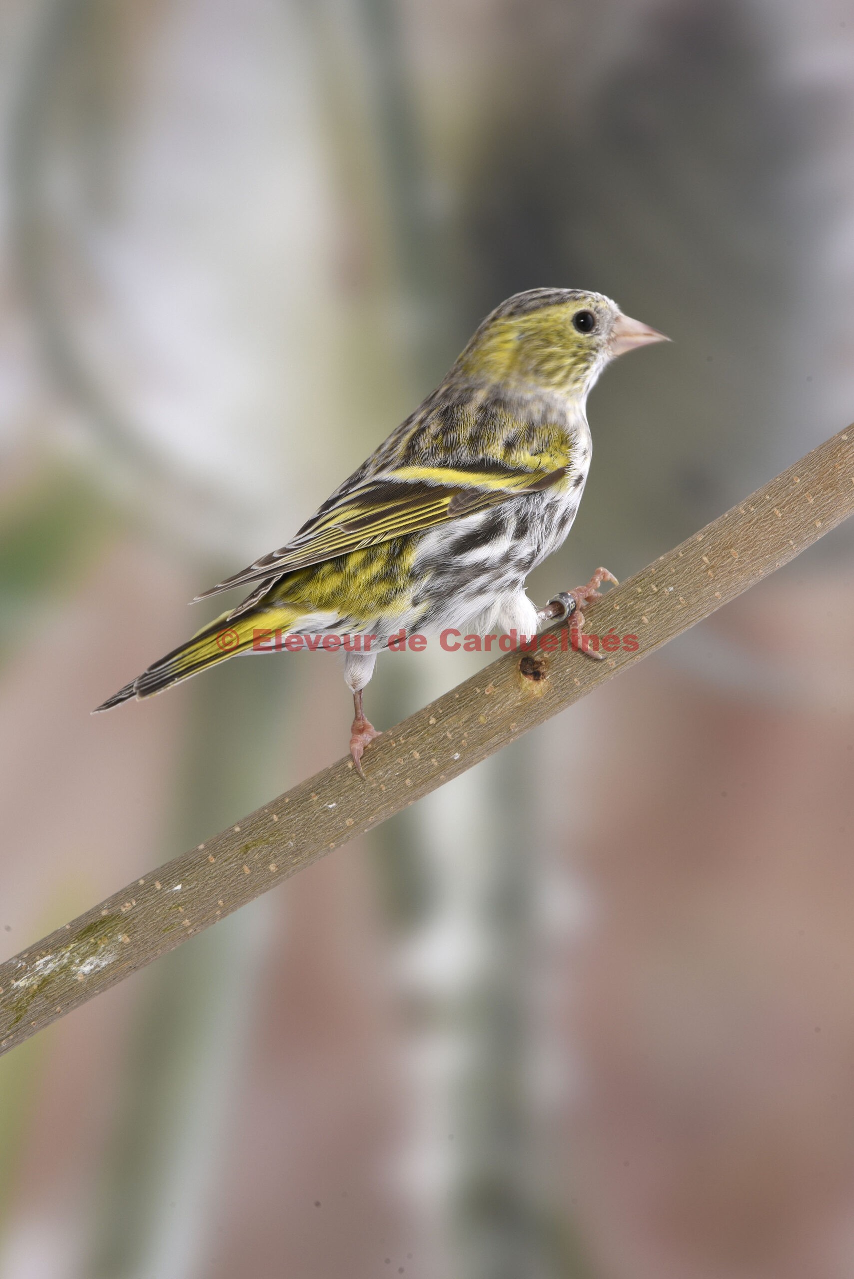 Le Tarin des aulnes (Spinus spinus) en mutation Agate et Isabelle ...