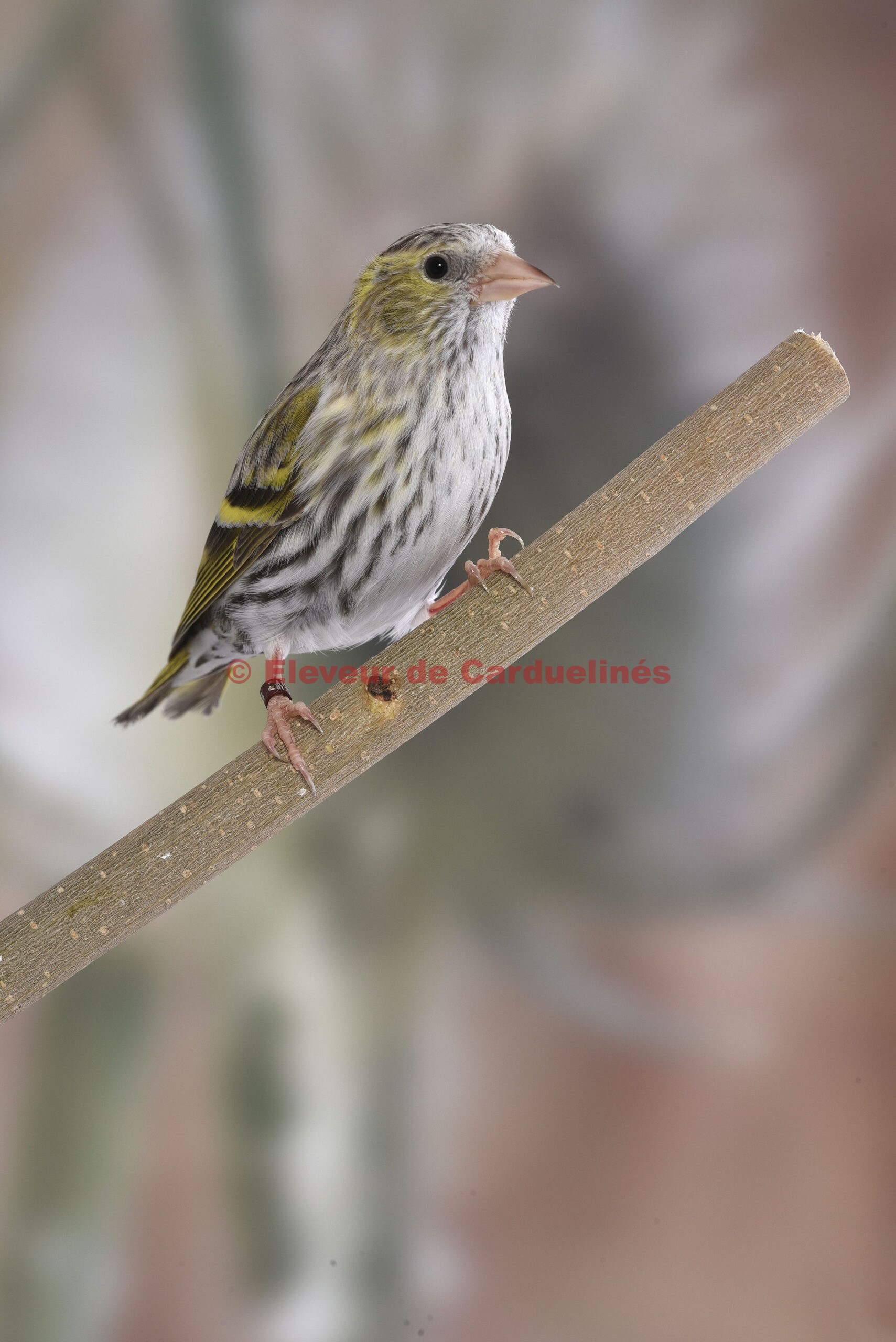 Le Tarin des aulnes (Spinus spinus) en mutation Agate et Isabelle ...