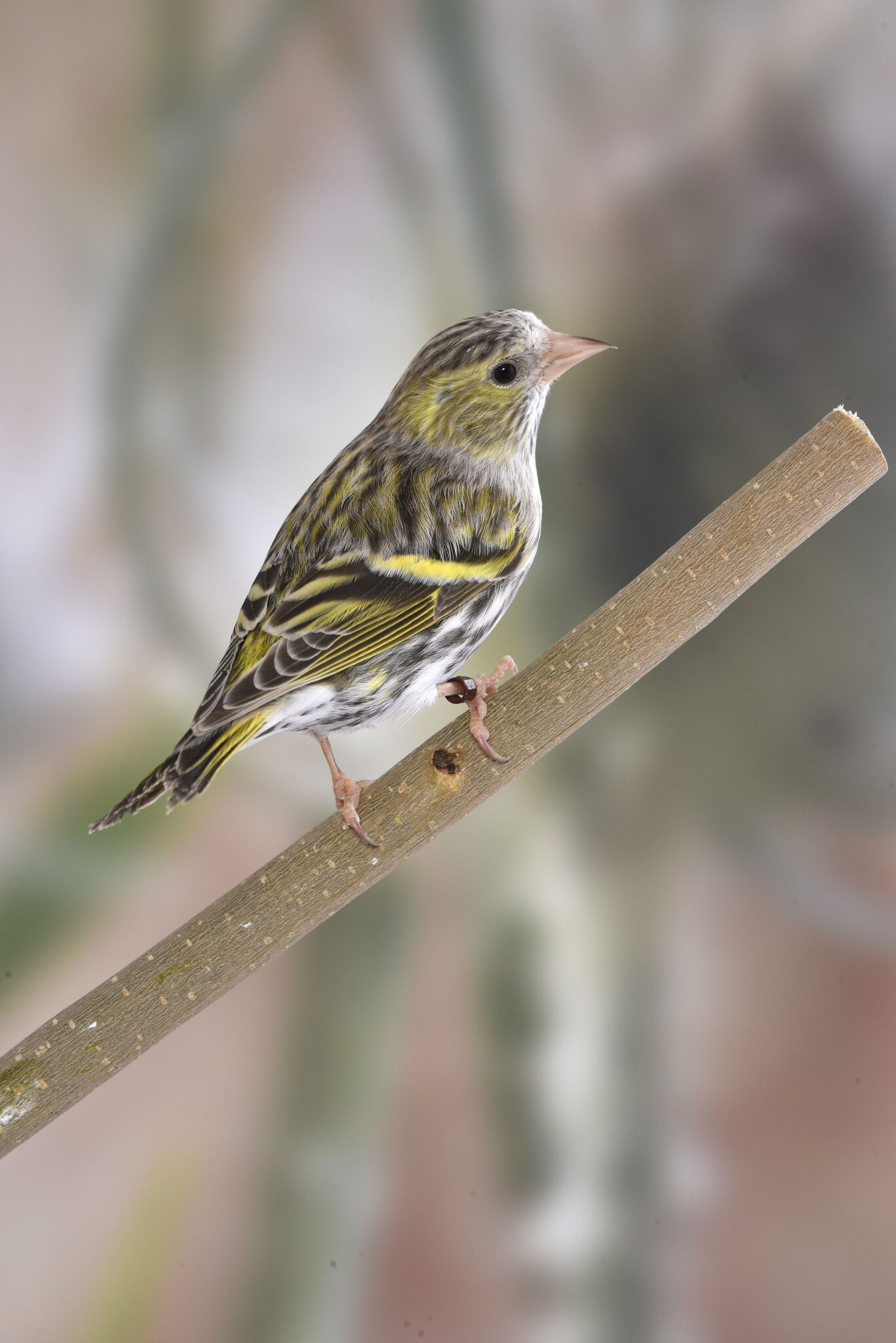 Le Tarin des aulnes (Spinus spinus) en mutation Agate et Isabelle ...