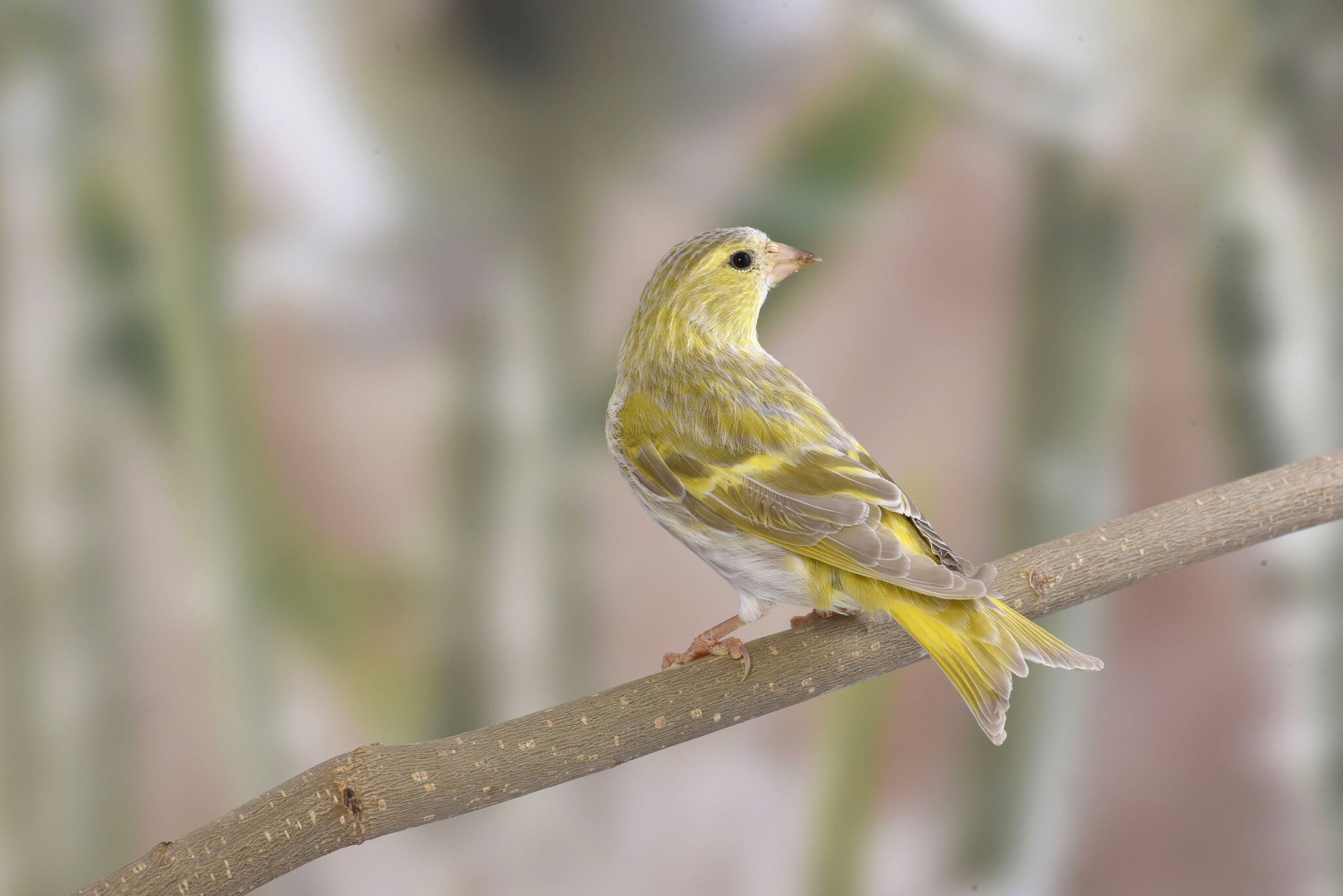 Le Tarin des aulnes (Spinus spinus) en mutation Agate et Isabelle ...