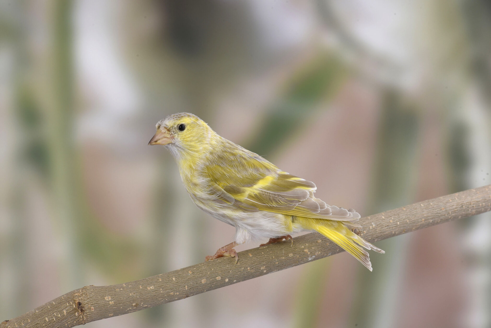 Le Tarin des aulnes (Spinus spinus) en mutation Agate et Isabelle ...