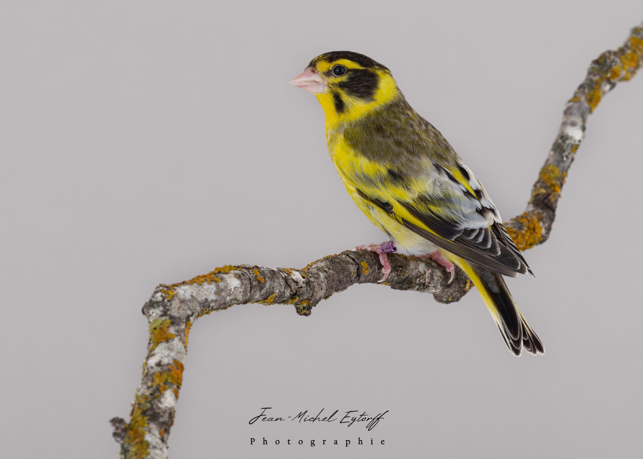 Verdier d’Himalaya (Chloris spinoides) mutation Agate | Eleveur de ...