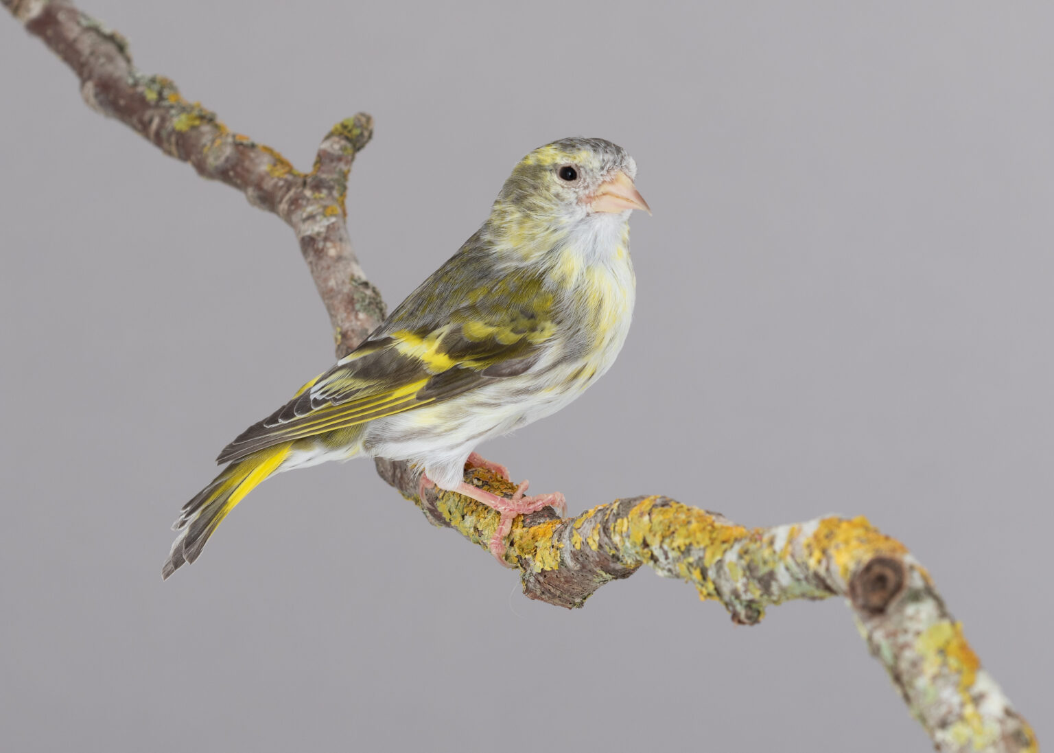 Le Tarin des aulnes (Spinus spinus) en mutation Agate et Isabelle ...