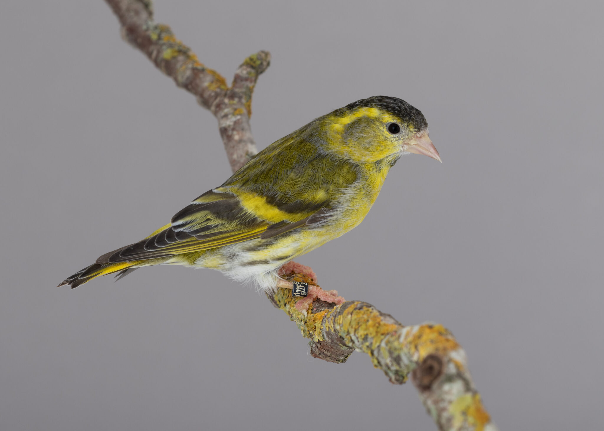 Le Tarin des aulnes (Spinus spinus) en mutation Agate et Isabelle ...