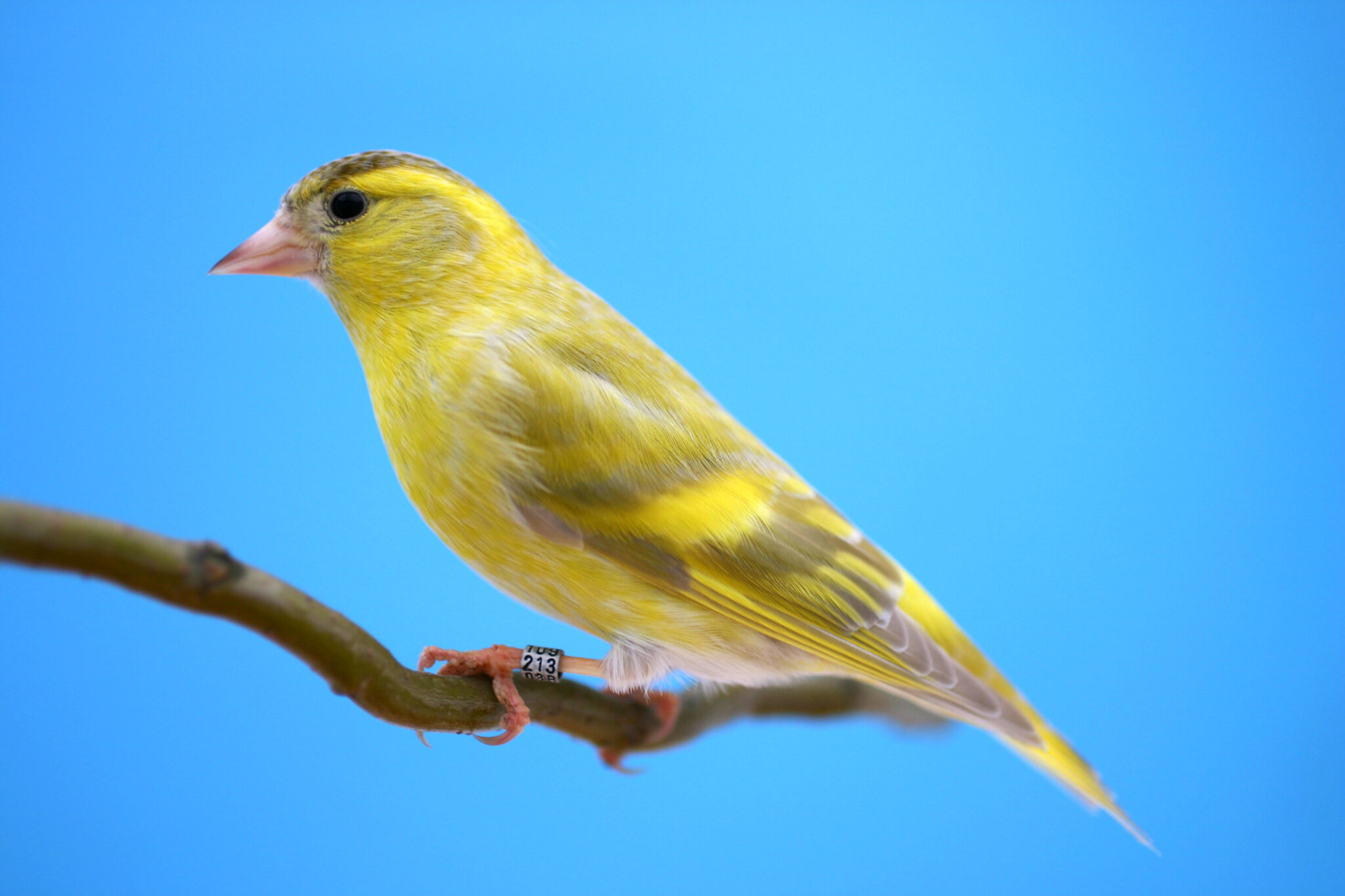 Le Tarin des aulnes (Spinus spinus) en mutation Agate et Isabelle ...